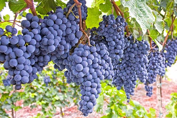 Fruiting vines – Useful Plants Nursery